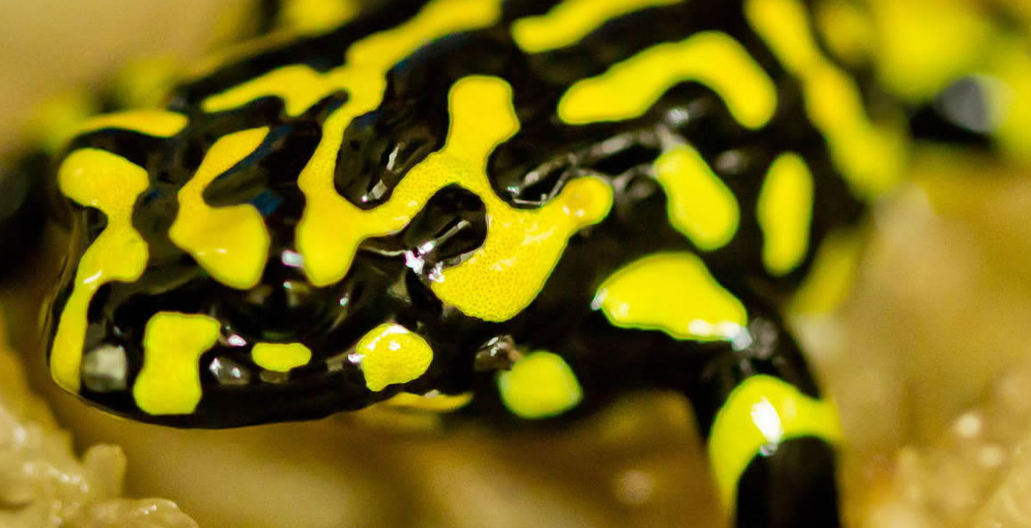 Aussie alpine Frog on the brink of extinction – Snowriders Australia